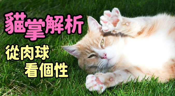 貓掌解析，從肉球看個性 | HotPets 哈寵誌
